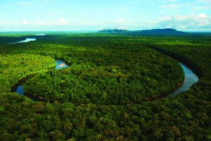 The greatest restoration effort ever made in the Amazon rainforest ...
